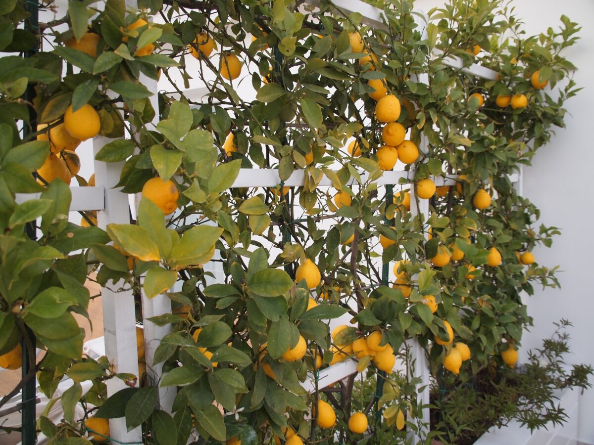 Lemons – the ‘Queen of fruits’ and the Zest of Life! A winner in my ...